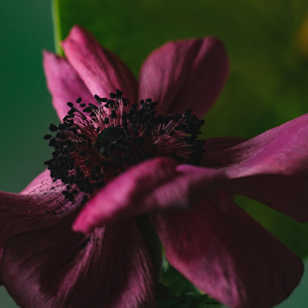 Bloom Surf - Advanced Disposable Vape with Triple Airflow